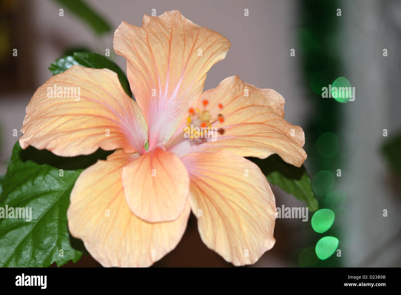 Hibiscus grown indoors in a pot. The color of the Hibiscus grows darker ...