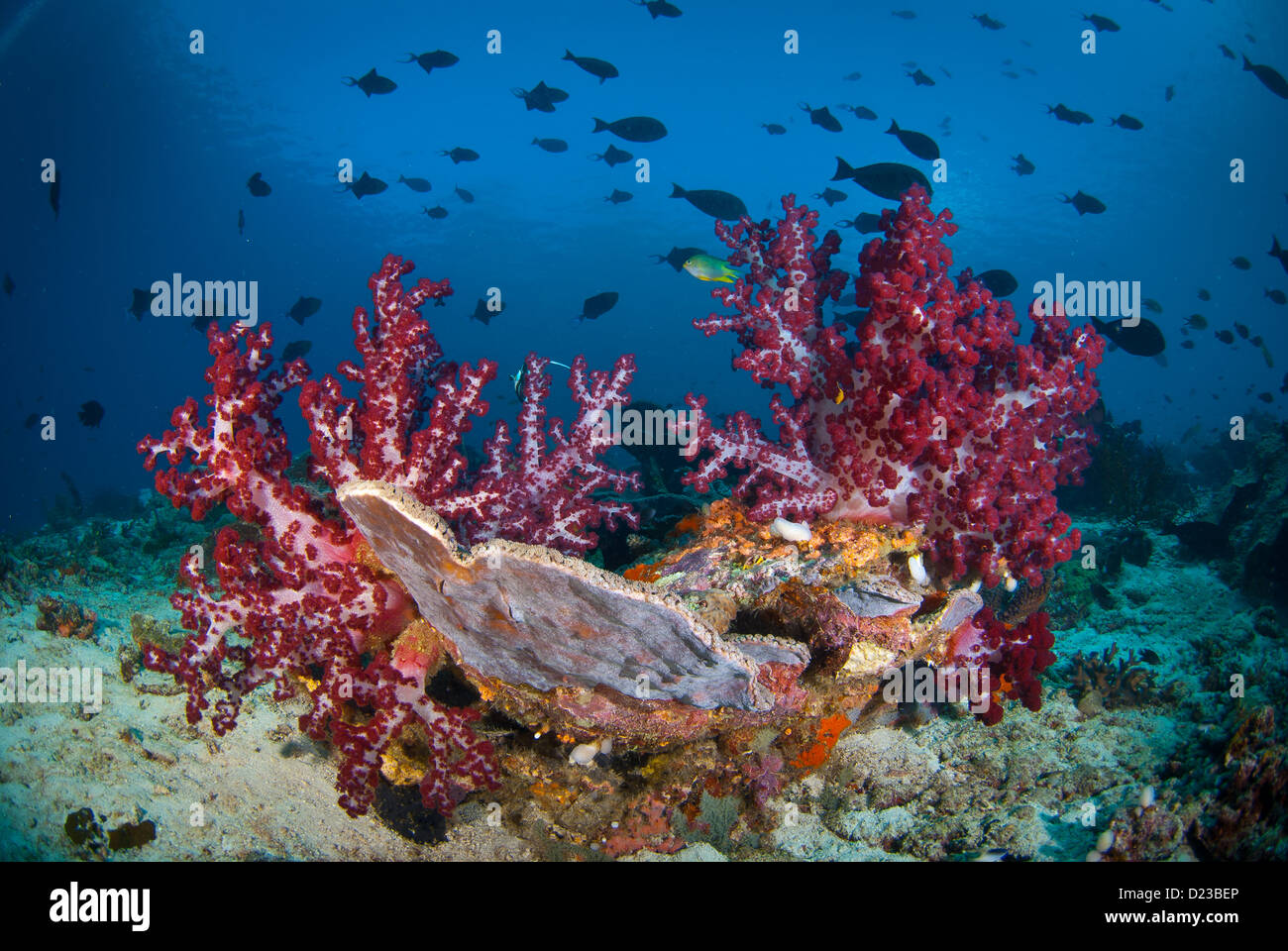 Soft corals from Raja Ampat, West Papua indonesia. A purple and red ...