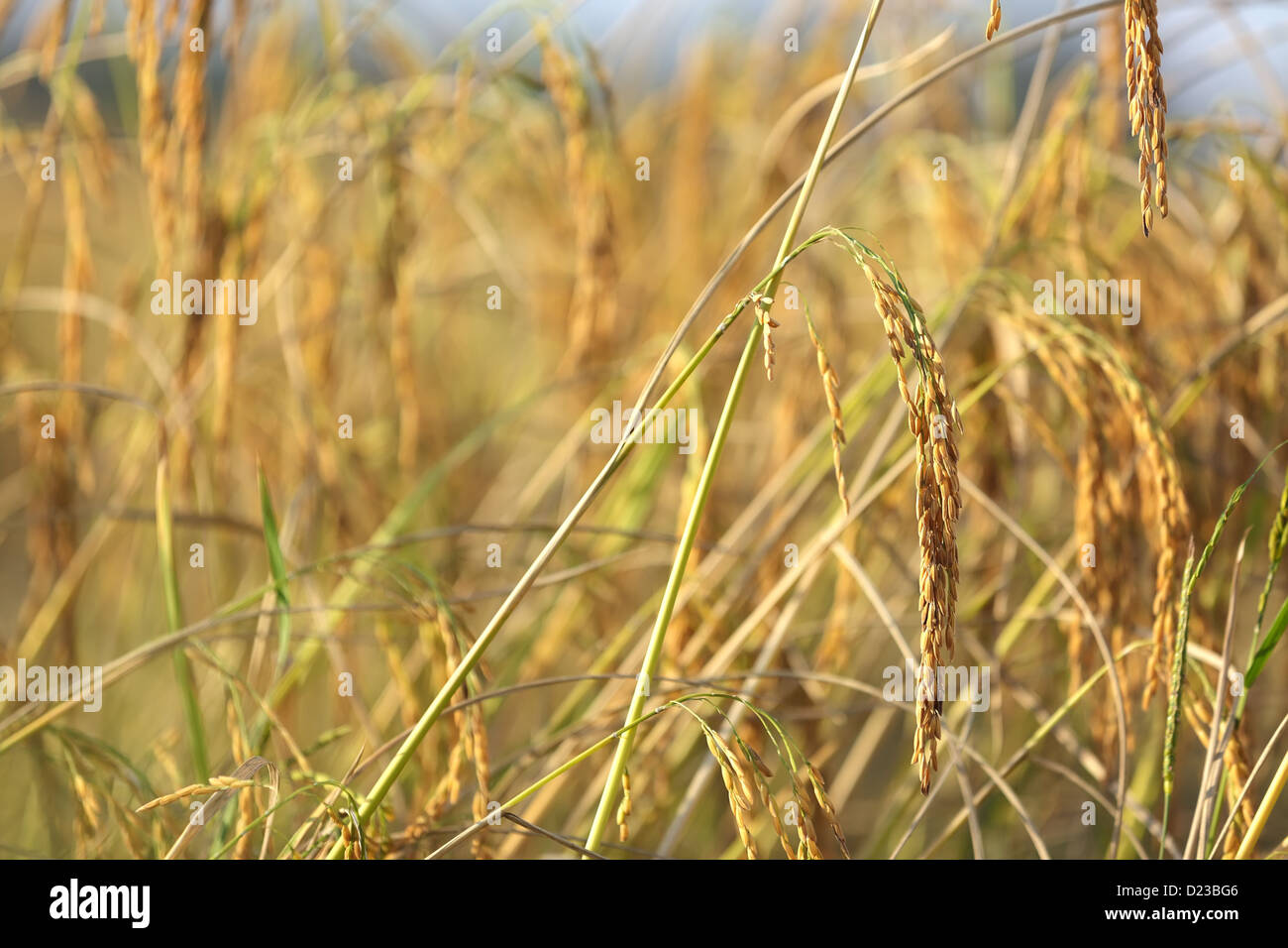 Ripe rice grain detail in field Stock Photo - Alamy