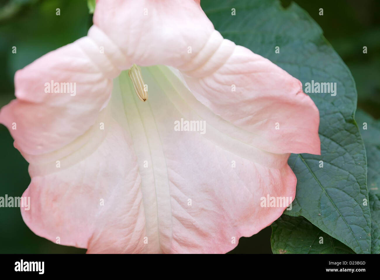 Datura hi-res stock photography and images - Alamy
