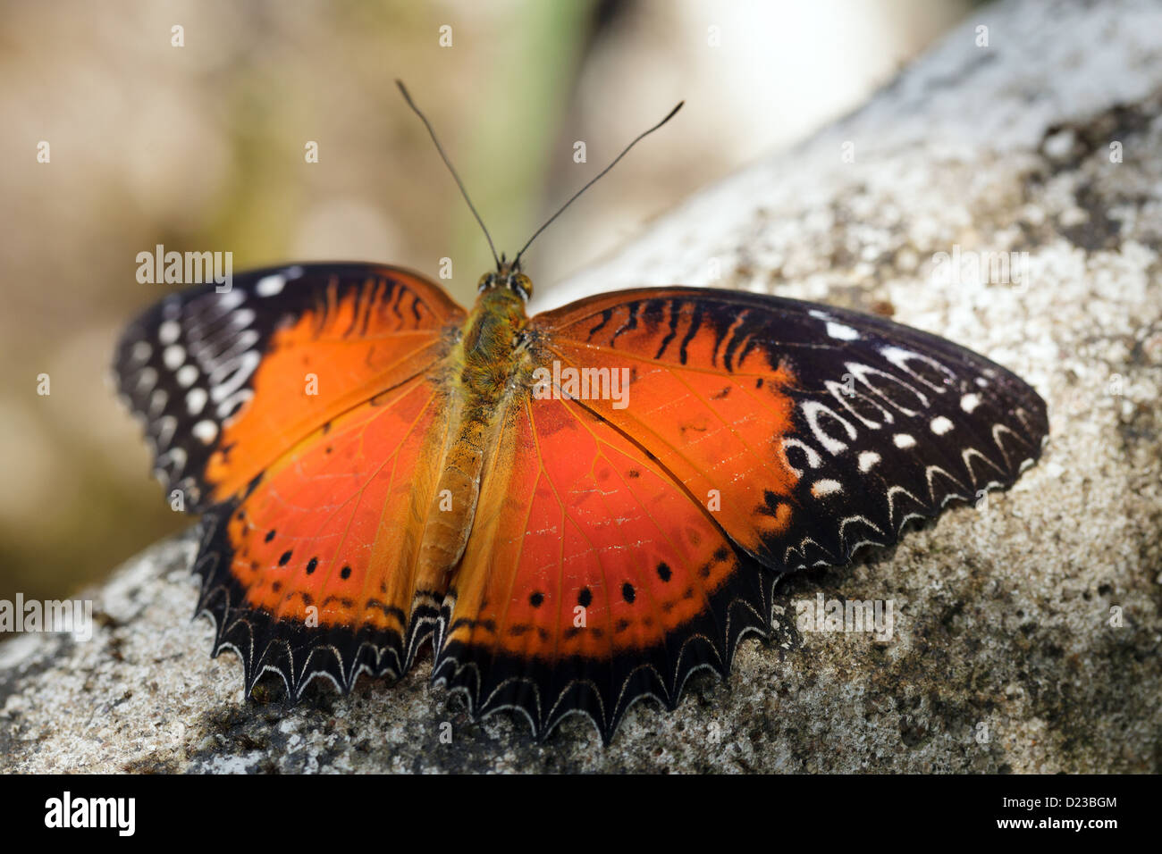Tropical butterfly Cethosia Biblis on tree trunk, Thailand Stock Photo ...