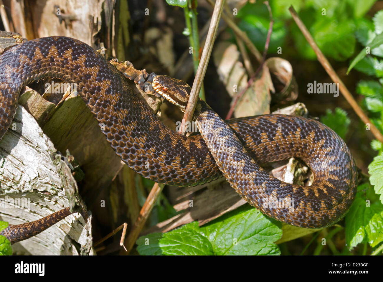 Common European viper / Vipera berus Stock Photo - Alamy