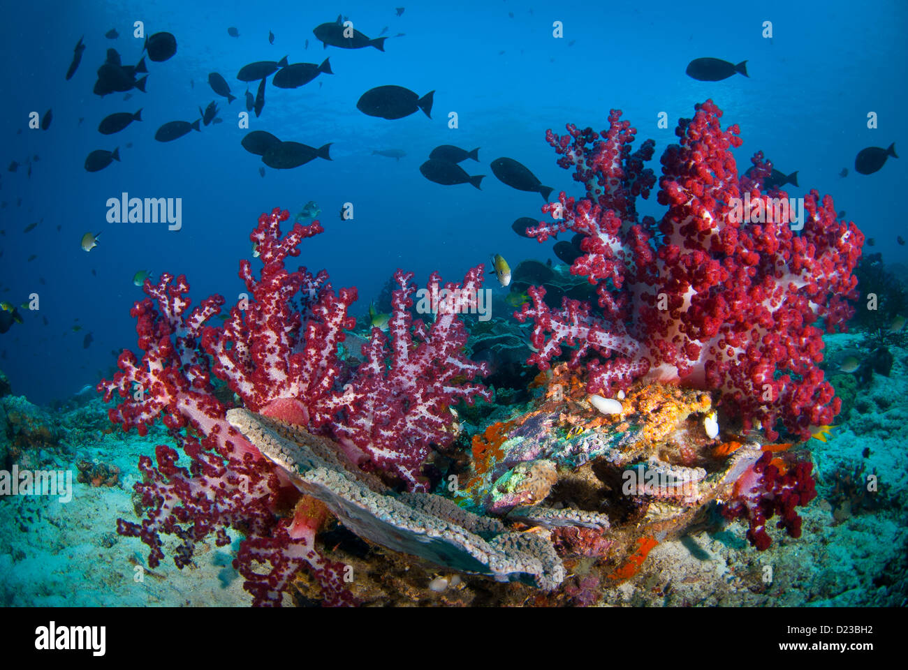 Soft corals from Raja Ampat, West Papua indonesia. A purple and red ...