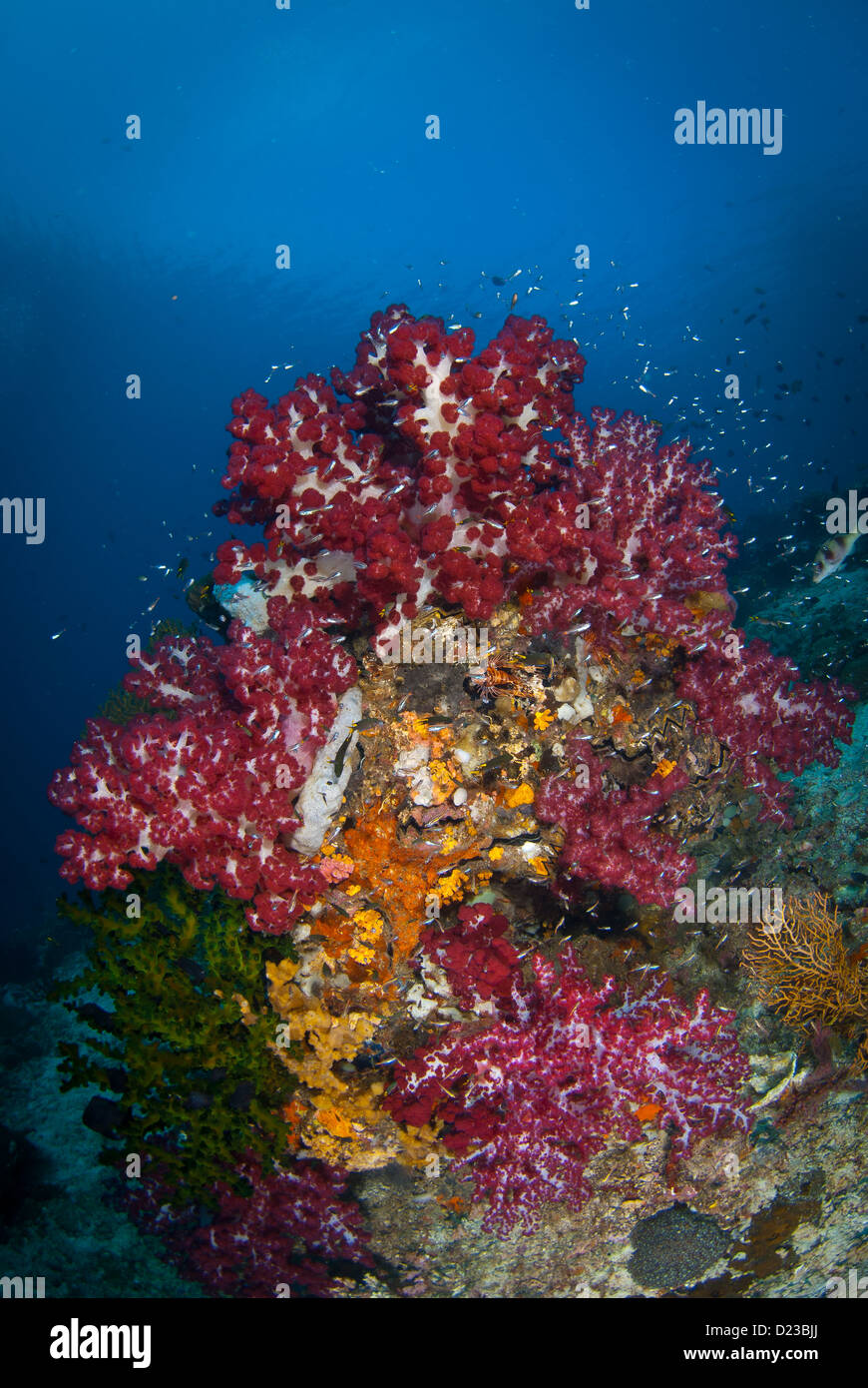 Soft corals from Raja Ampat, West Papua indonesia. A purple and red ...