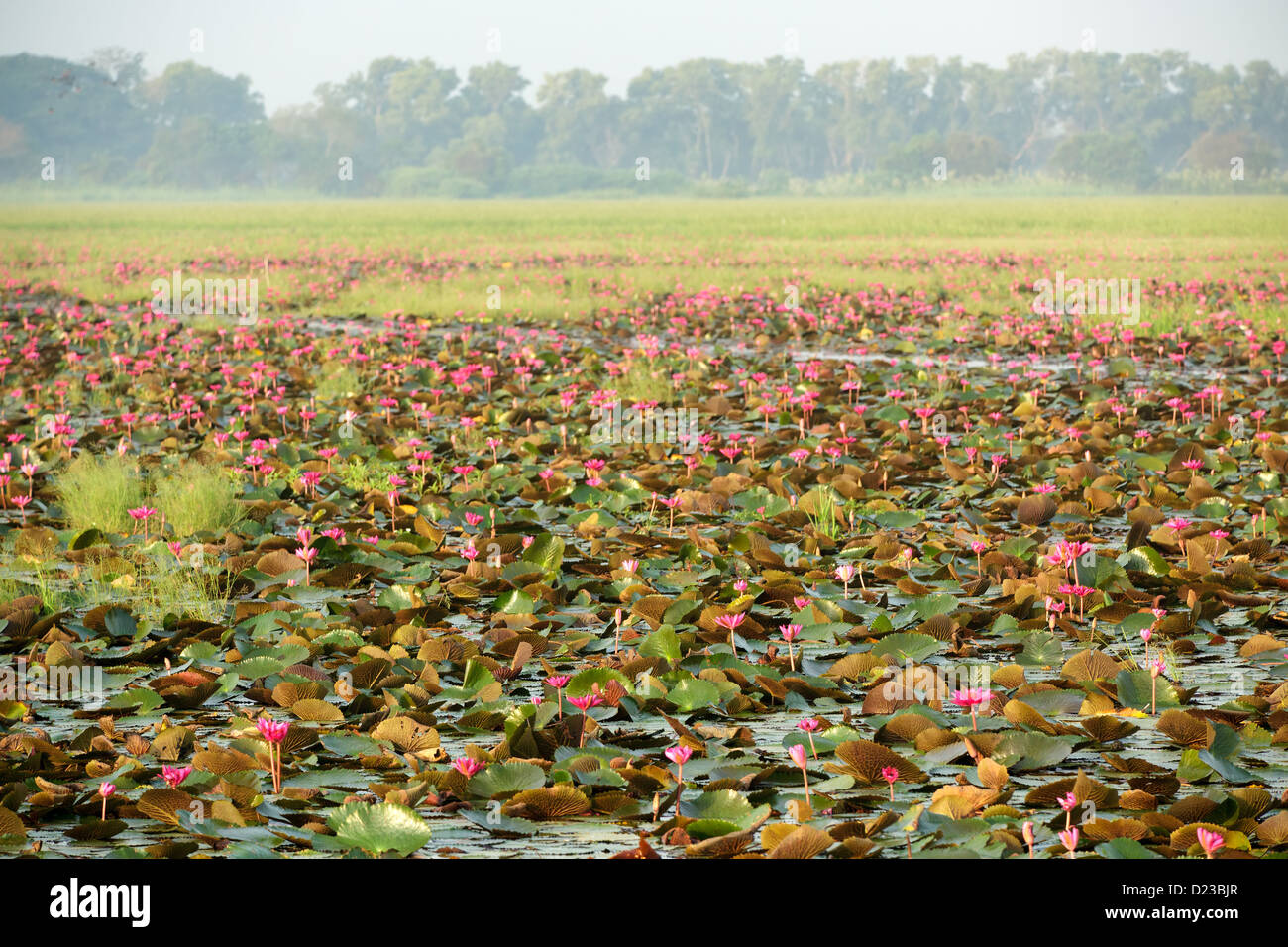 tropical lake landscape with water lily field, Boraphet, Thailand Stock ...
