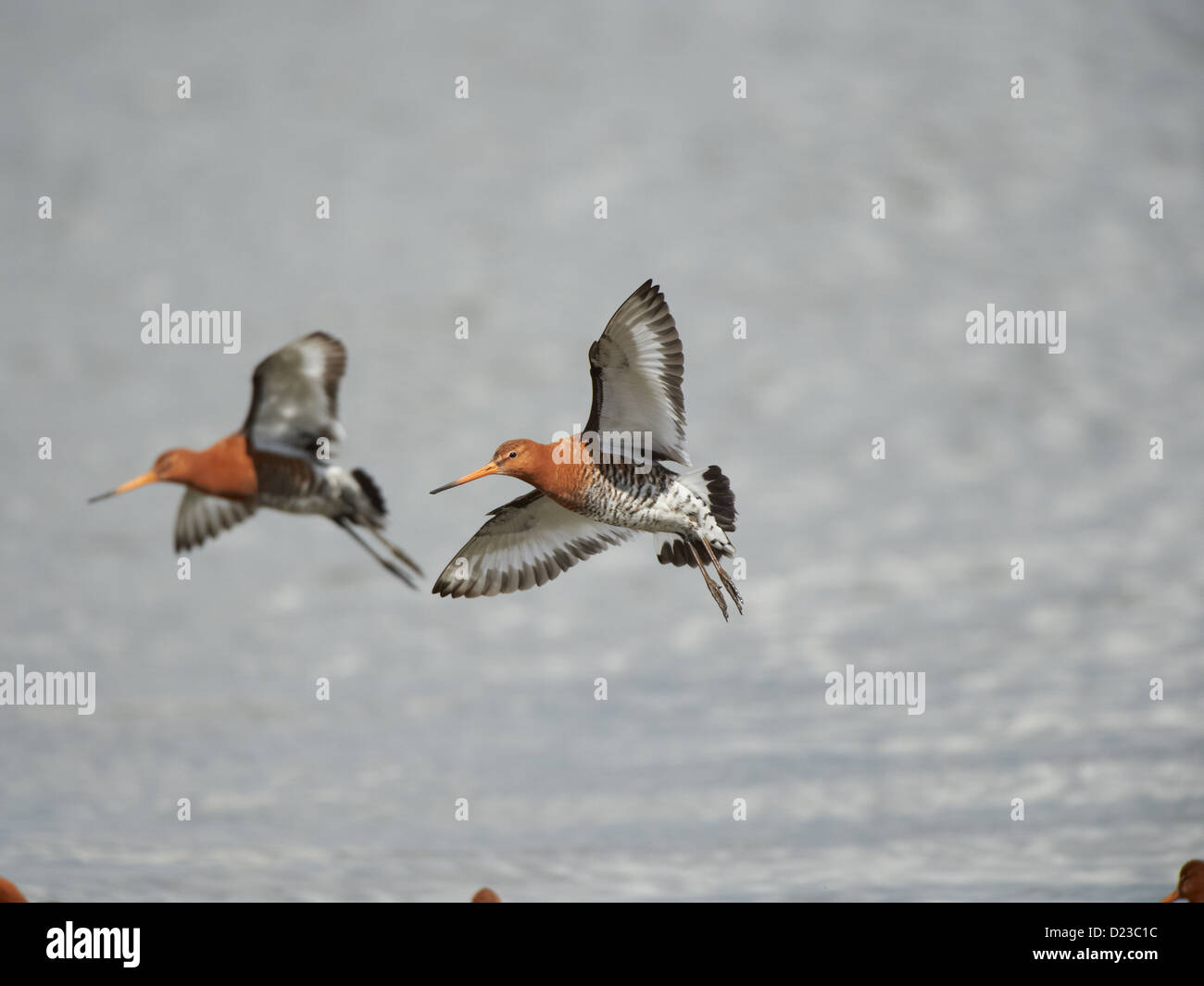 Black-tailed Godwit in flight Stock Photo - Alamy