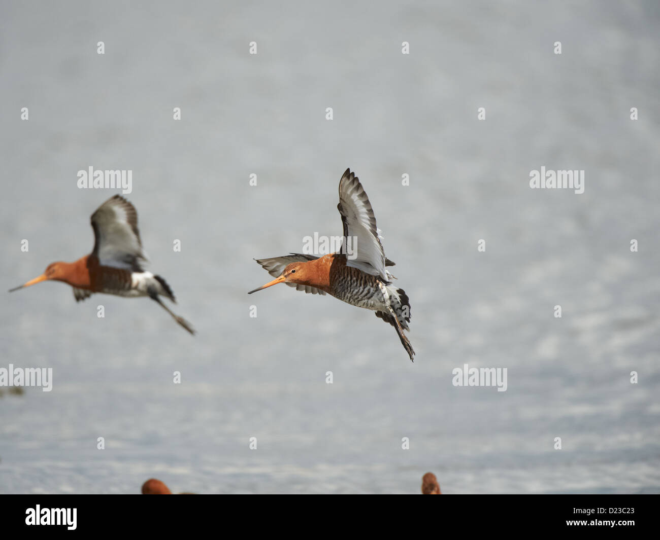 Black tailed godwit in flight hi-res stock photography and images - Alamy