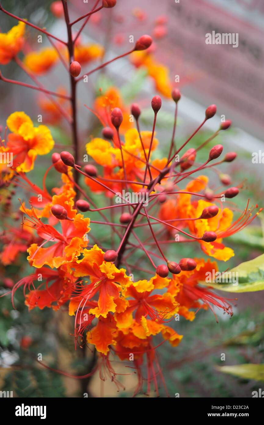Orange Flower Bouquet Stock Photo - Alamy
