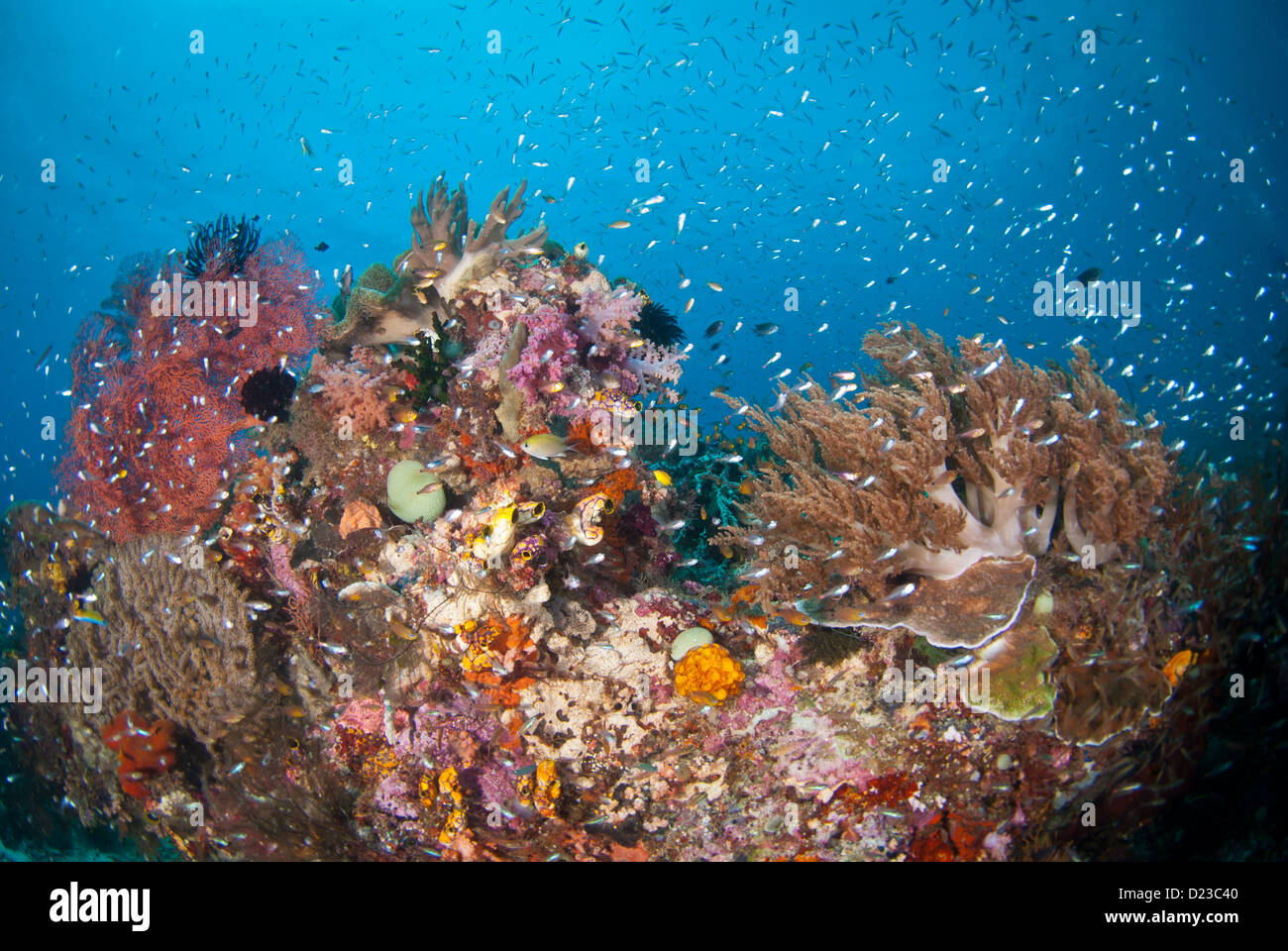 A very healthy and pristine coral reef area with many little coral fish ...