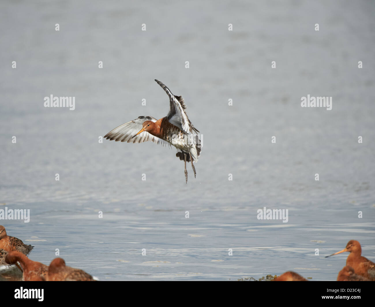 Black-tailed Godwit in flight Stock Photo - Alamy