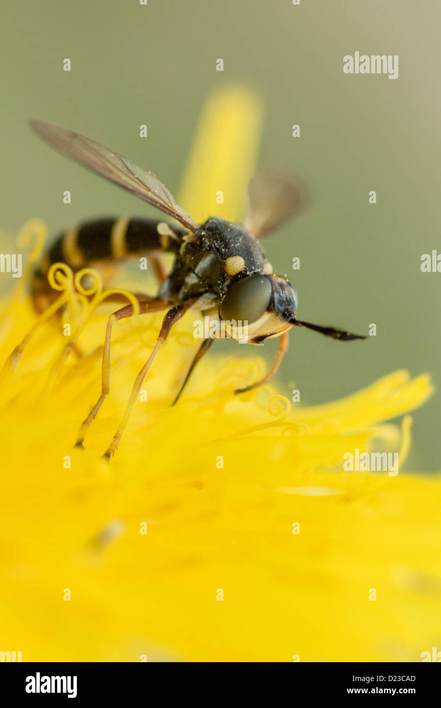 Portrait of a fly Stock Photo - Alamy