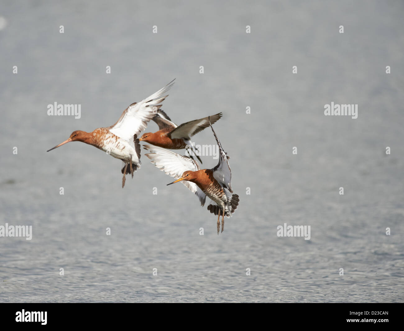 Black-tailed Godwit in flight Stock Photo - Alamy