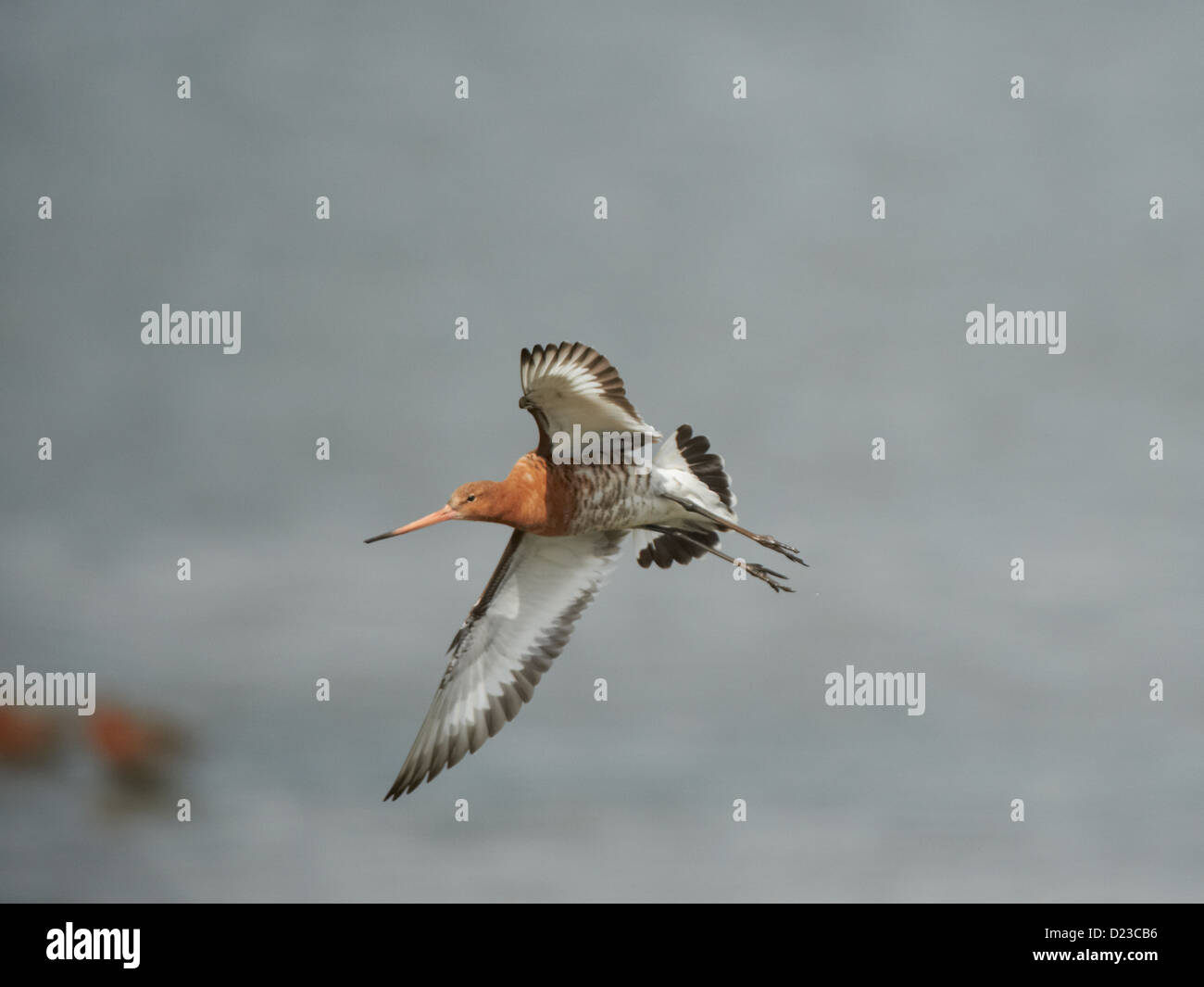 Black-tailed Godwit in flight Stock Photo - Alamy