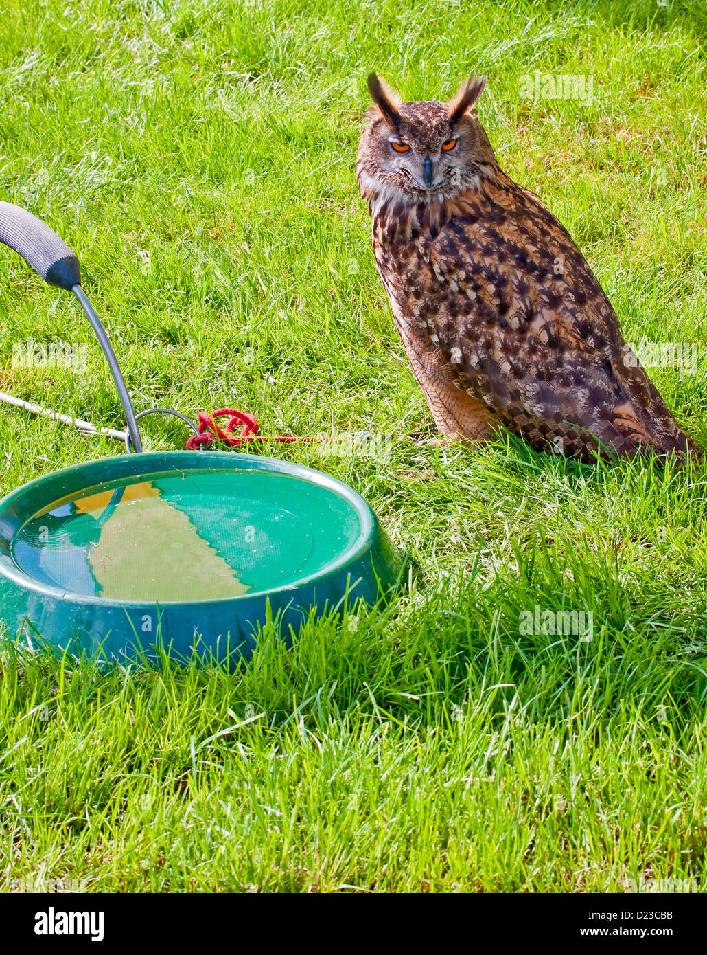 Trained Eagle Owl bird of prey awaits its turn to display at the ...