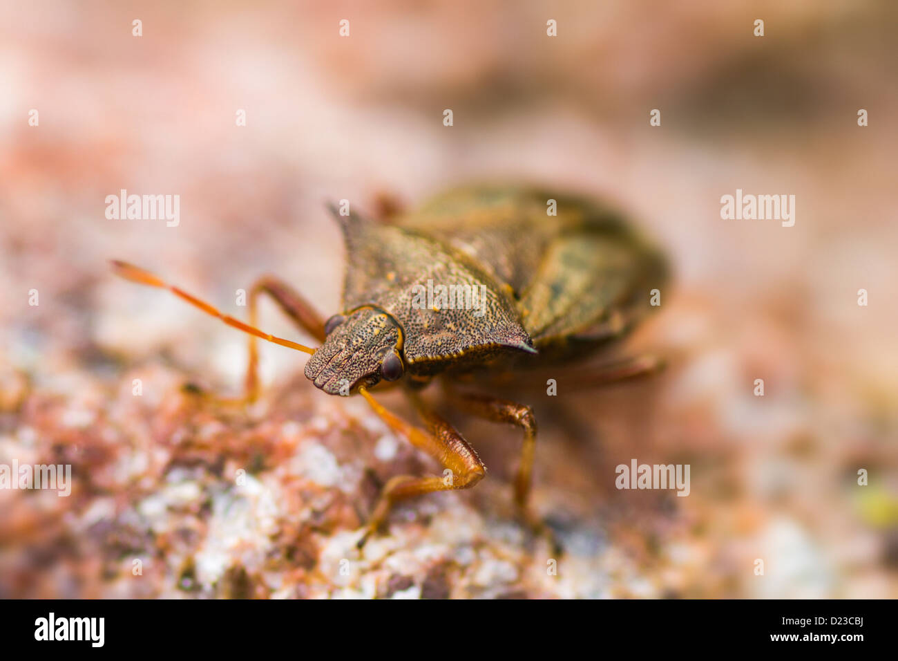 Portrait of a Bug Stock Photo - Alamy
