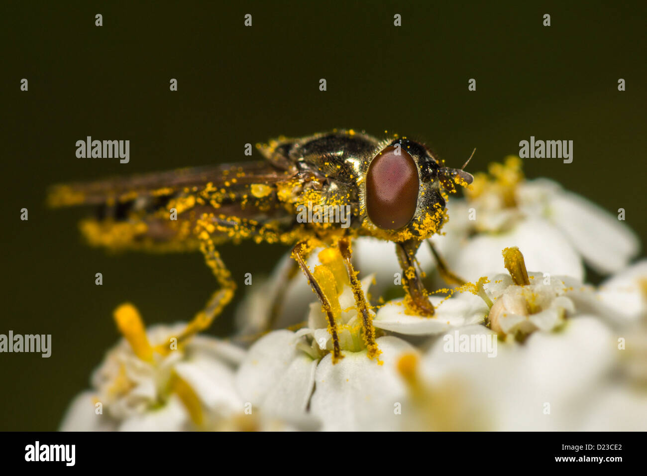 Portrait of a fly Stock Photo - Alamy