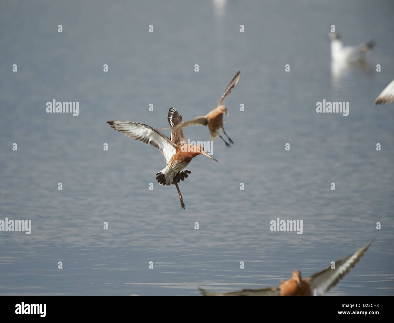Black-tailed Godwit in flight Stock Photo - Alamy