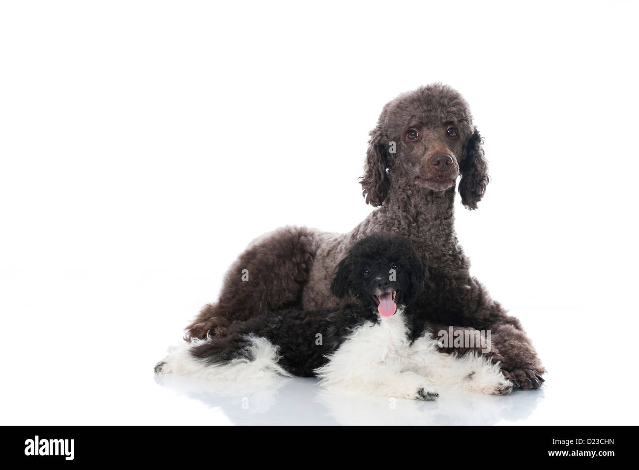 Two poodles lying side by side Stock Photo - Alamy