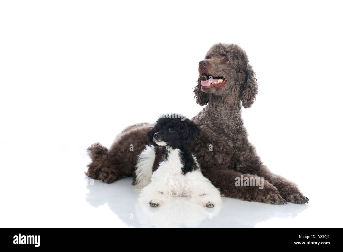 Two poodles lying side by side Stock Photo - Alamy