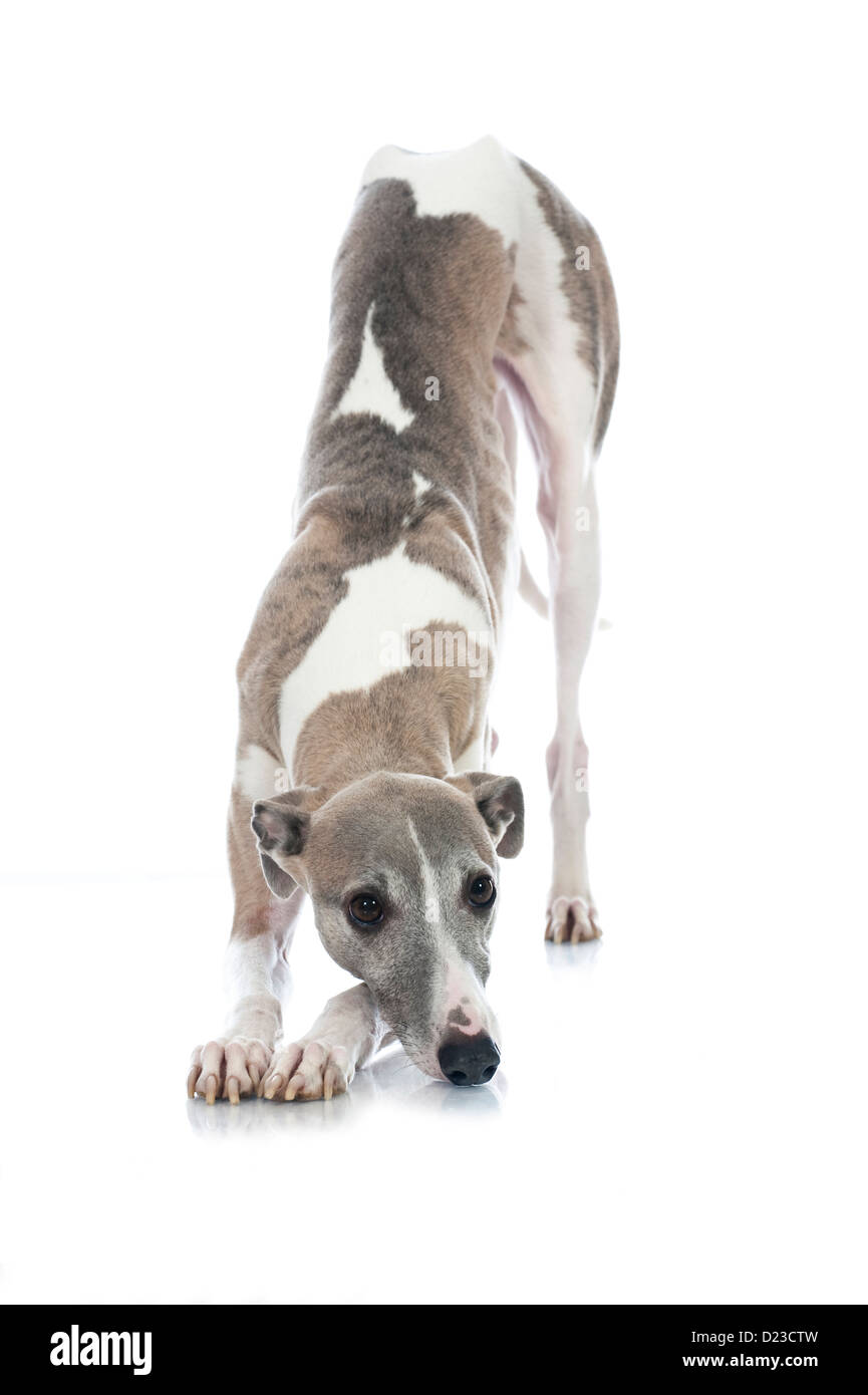 Whippet Cut Out Stock Images & Pictures - Alamy