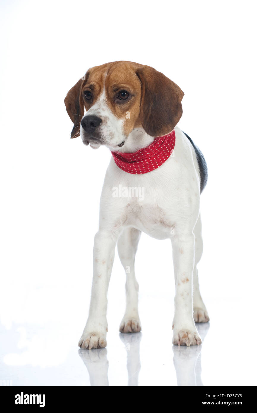 Beagle dog isolated on white background Stock Photo - Alamy