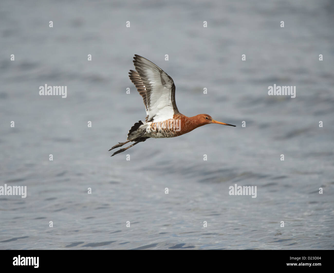 Black-tailed Godwit in flight Stock Photo - Alamy