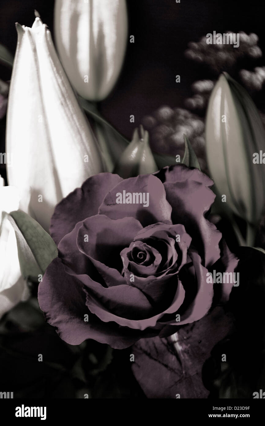 rose and lilley Stock Photo - Alamy