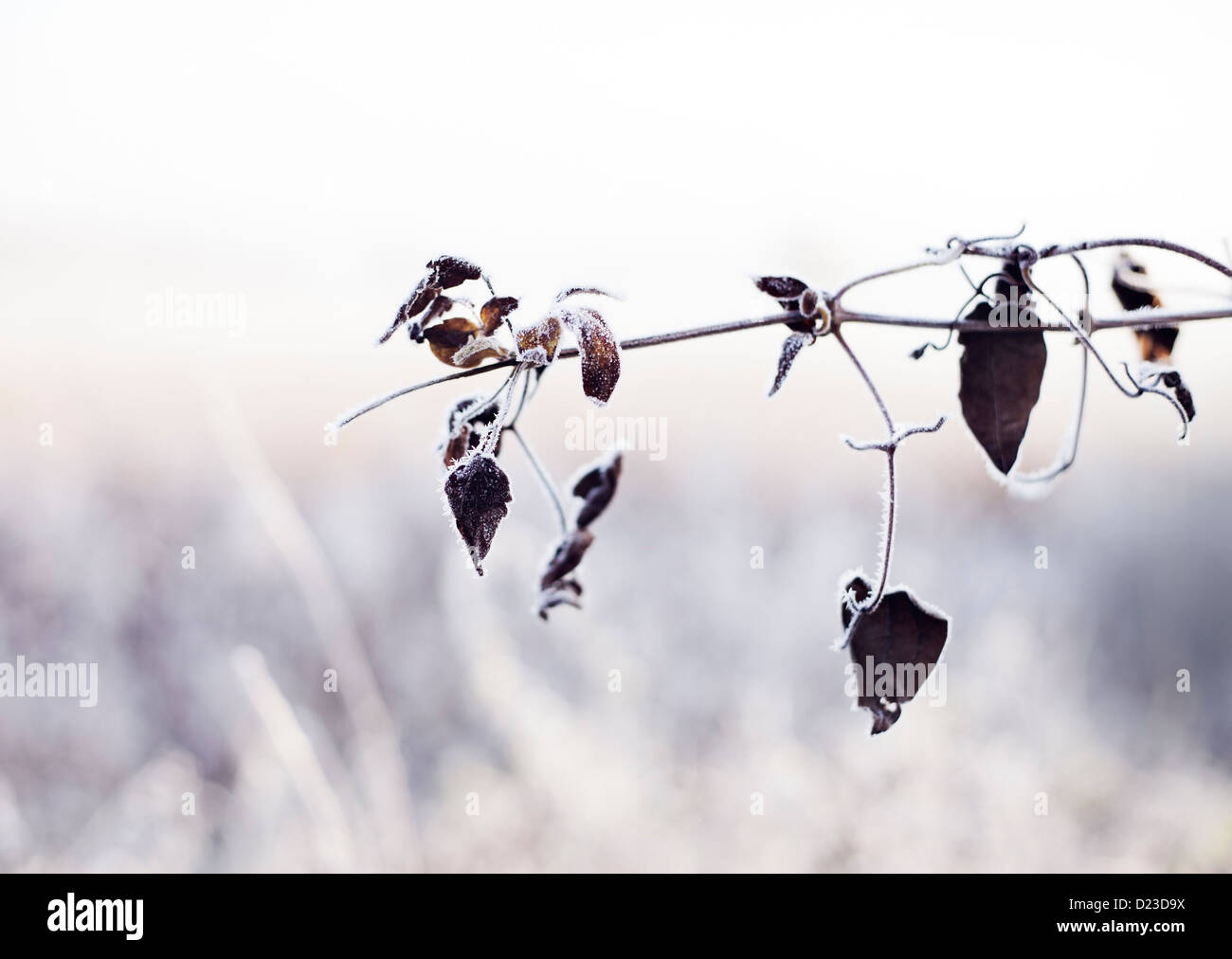 Frost stick hi-res stock photography and images - Alamy