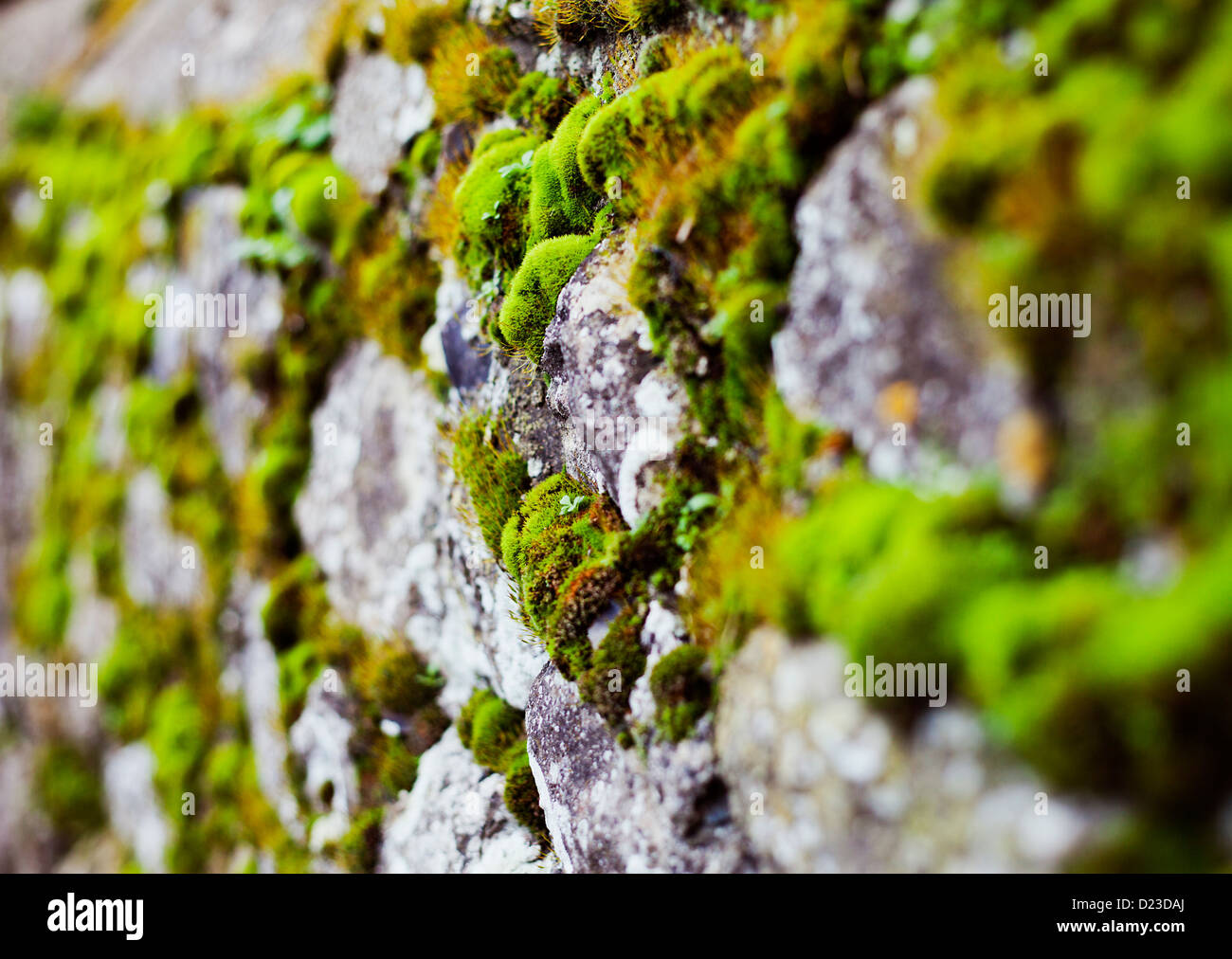 Moss on a stone wall Stock Photo - Alamy