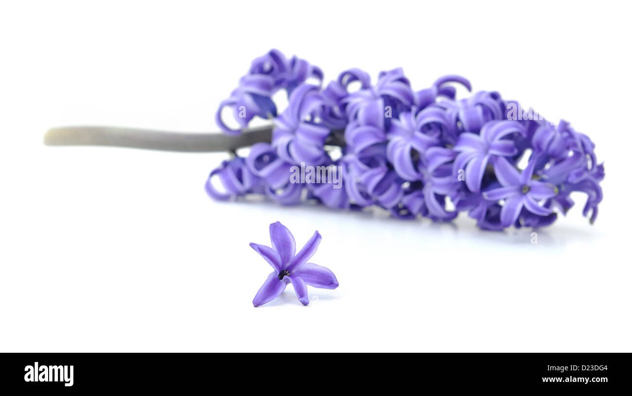 cut flower of purple hyacinth isolated on white background Stock Photo ...
