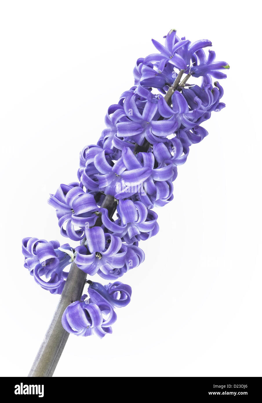 cut flower of purple hyacinth isolated on white background Stock Photo ...