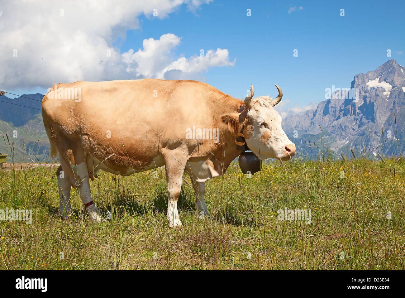 Swiss cow in the alps Stock Photo - Alamy
