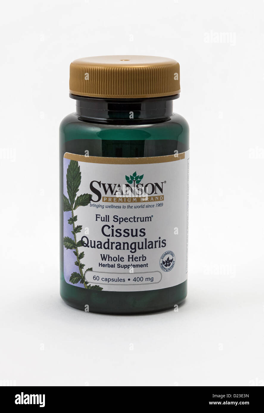 Quadrangularis High Resolution Stock Photography and Images - Alamy