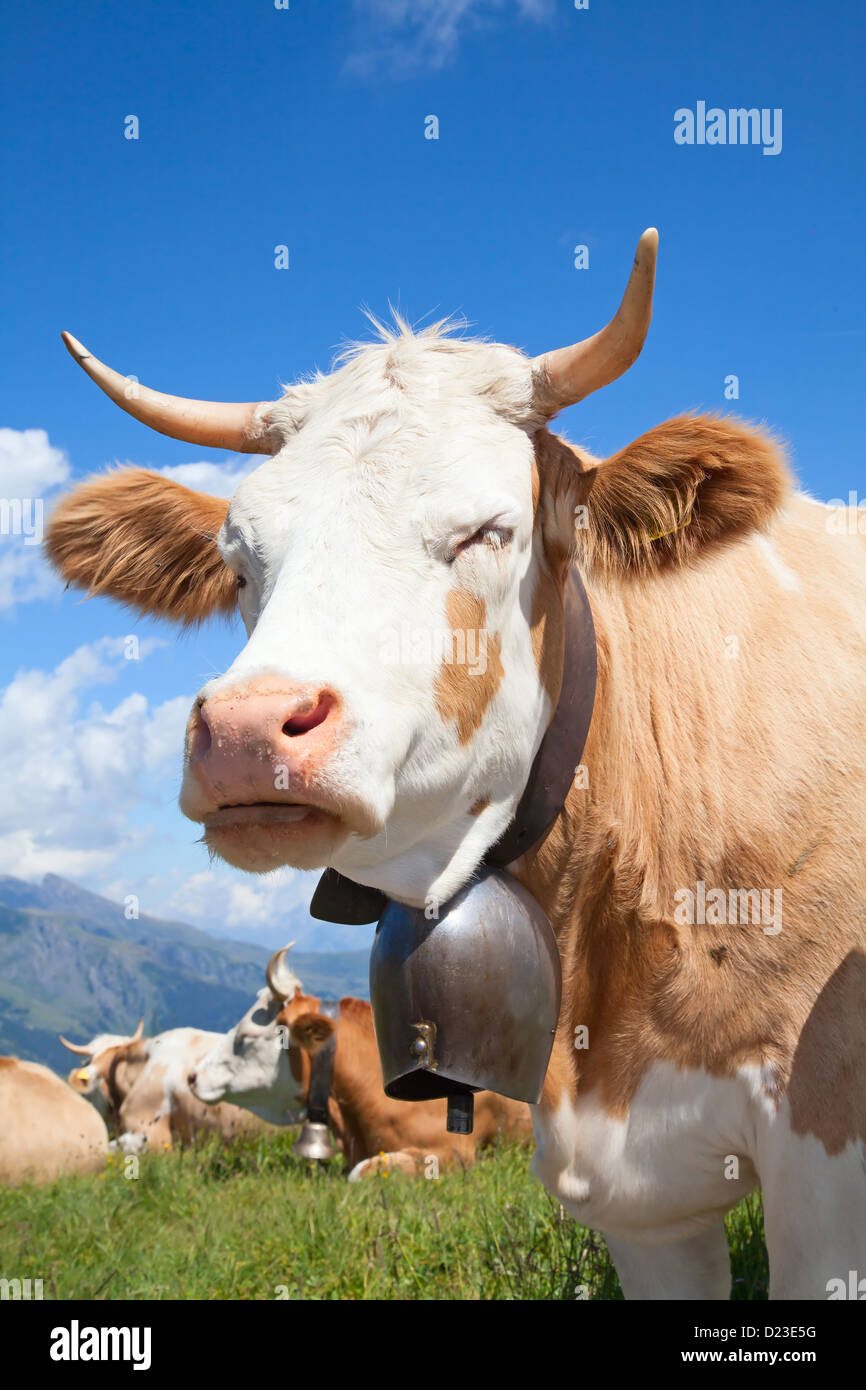 Swiss cow in the alps Stock Photo - Alamy