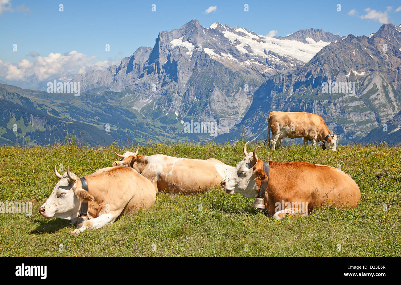 Swiss cow in the alps Stock Photo - Alamy