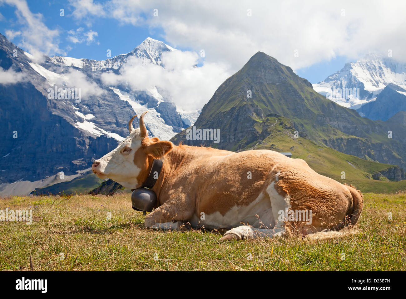 Swiss cow in the alps Stock Photo - Alamy