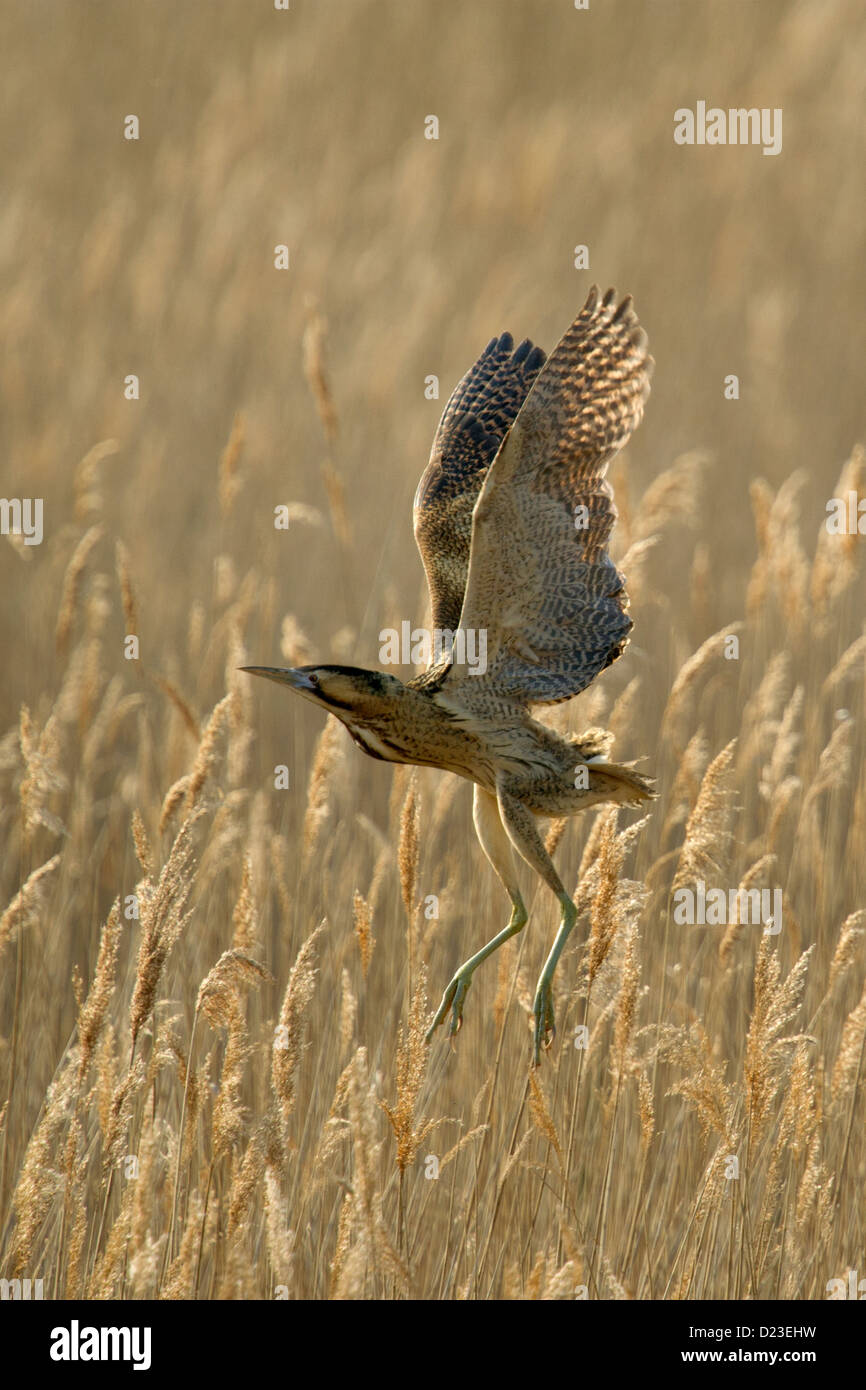 Bittern taking flight from a reed bed Stock Photo - Alamy
