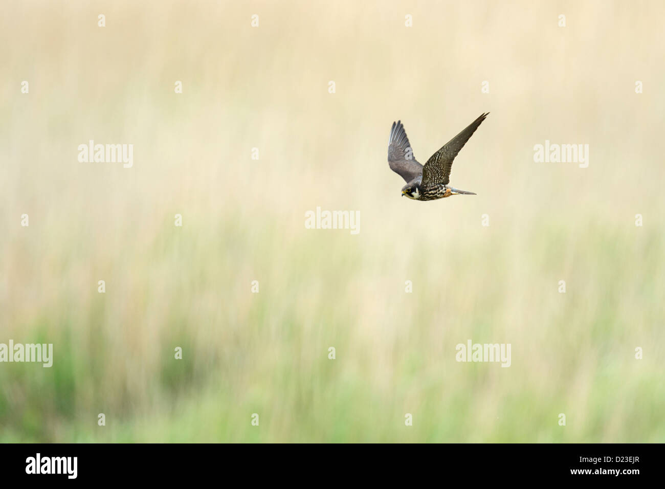 Hobby catching dragonflies Stock Photo - Alamy