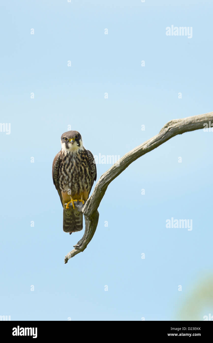 Hobby catching dragonflies Stock Photo - Alamy