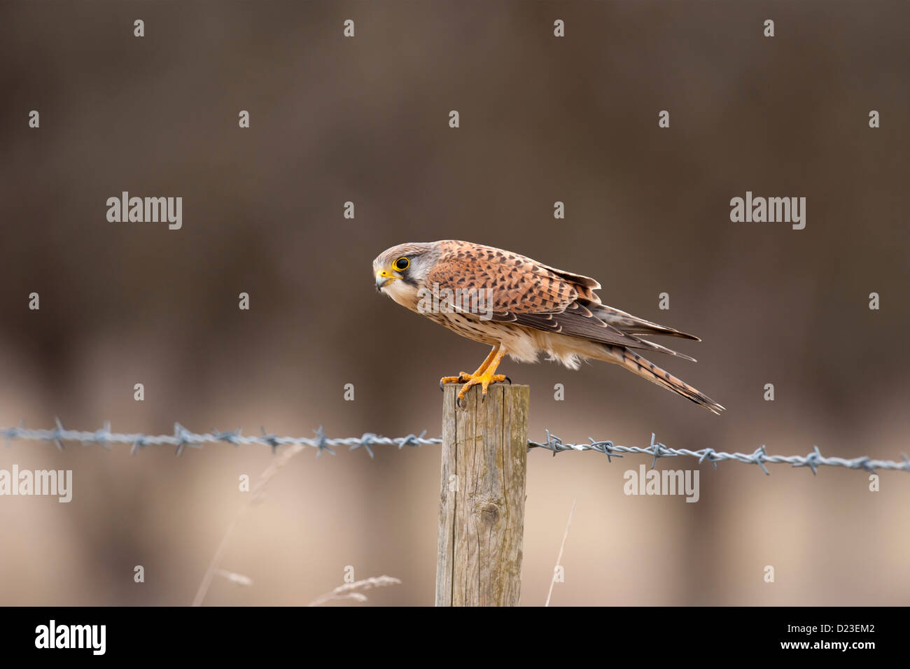 Kestrel on a wire fence Stock Photo - Alamy
