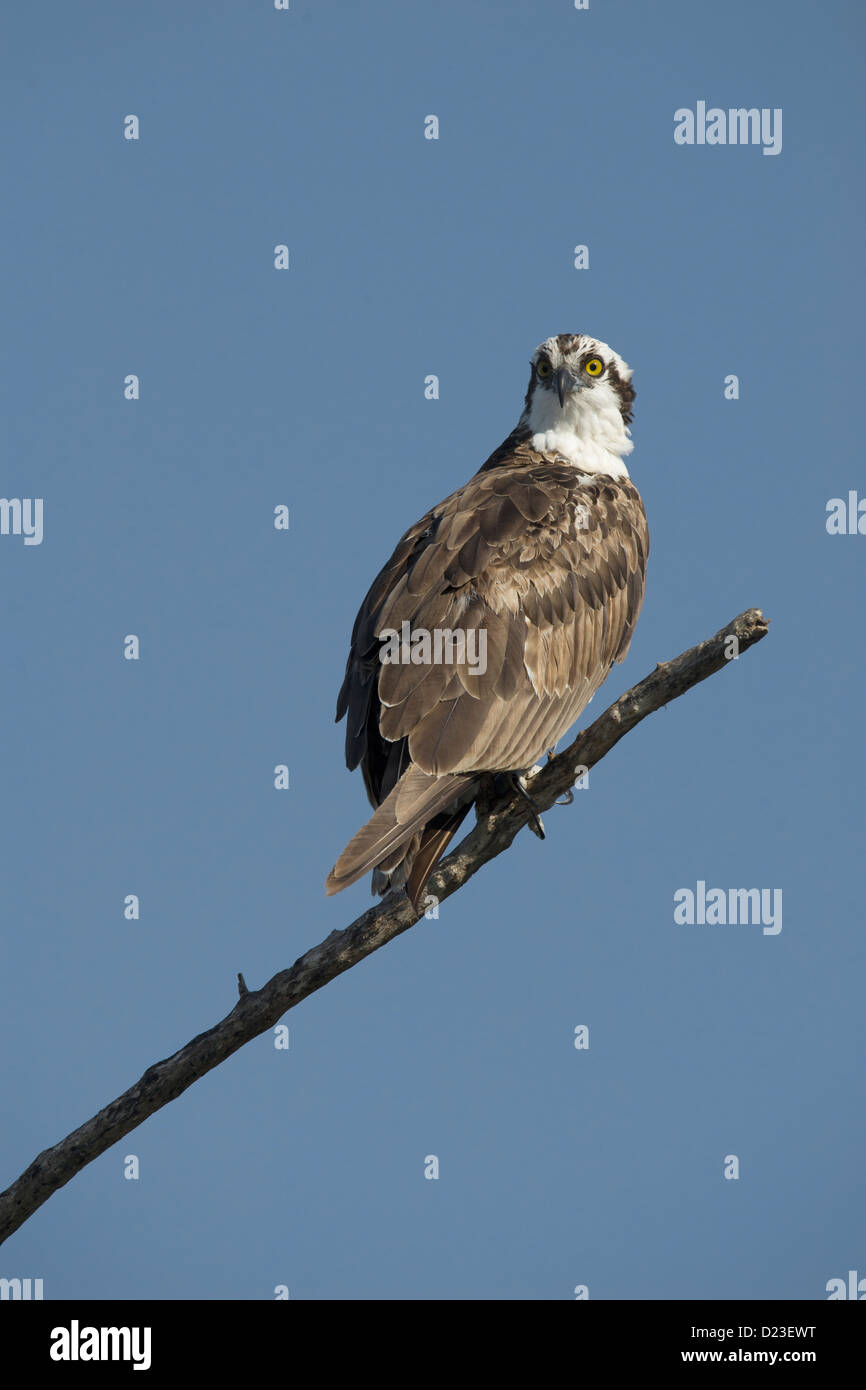 Osprey feet hi-res stock photography and images - Alamy