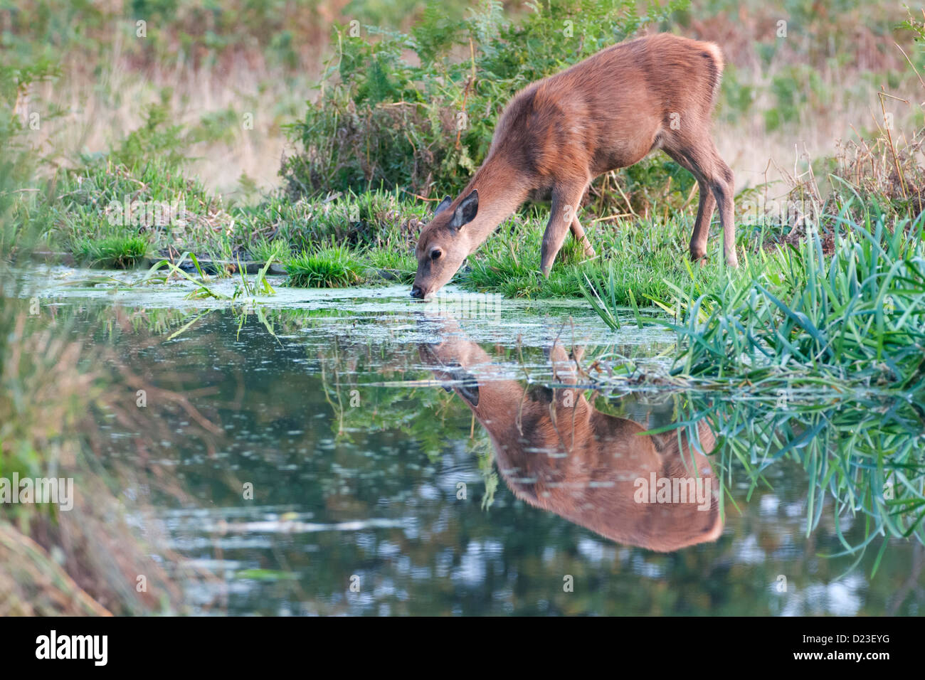 Deer drinking hi-res stock photography and images - Alamy