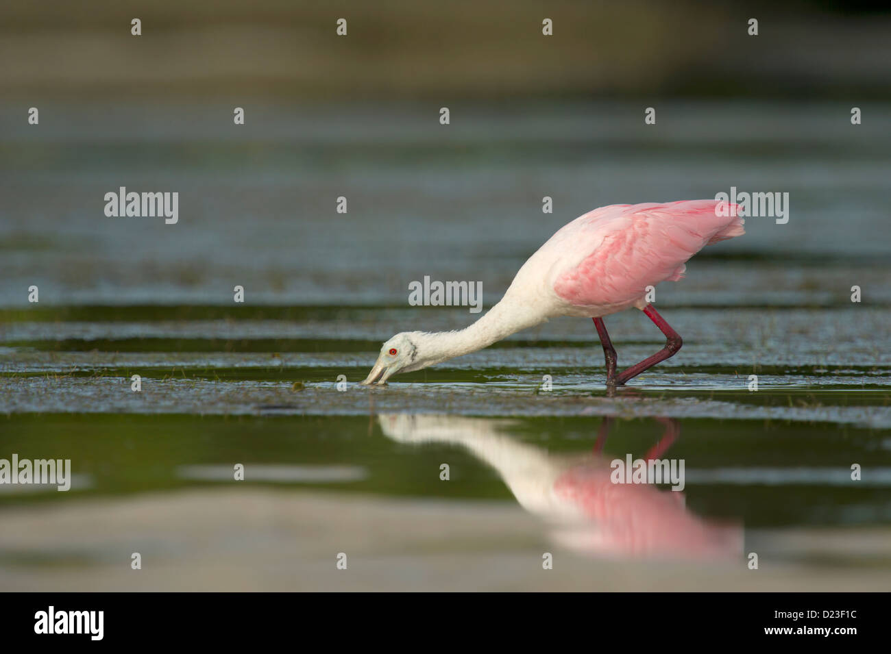 Roseate Spoonbill skimming for food using there large round beak Stock ...