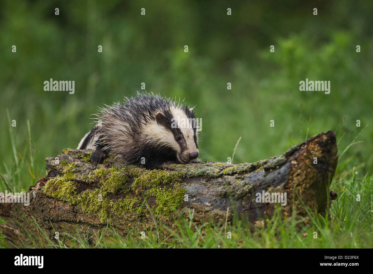 European Badgers (meles meles) feeding on a tree stump in the rain ...