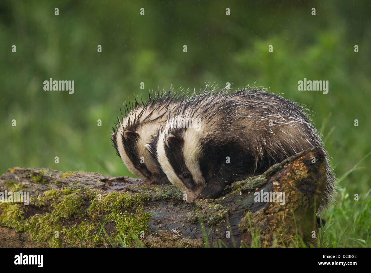 European Badgers (meles meles) feeding on a tree stump in the rain ...