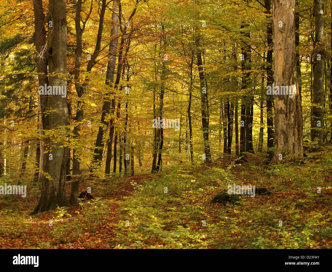 yellow-gold in autumn forest Stock Photo - Alamy