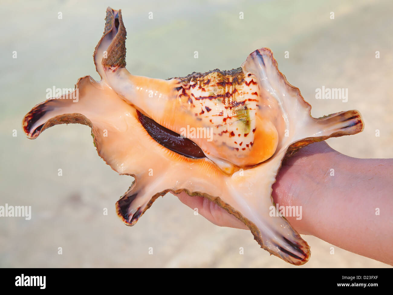 Sea shell on the hand Stock Photo - Alamy
