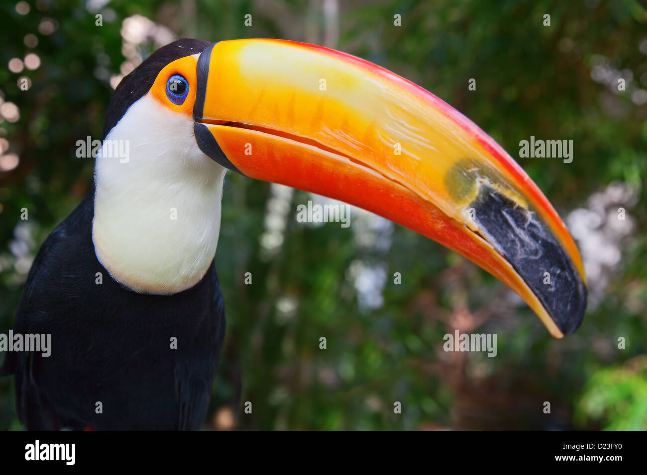 Close-up of the colorful giant toucan Stock Photo - Alamy
