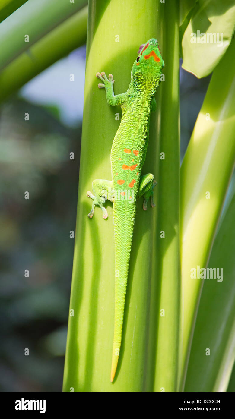 Green gecko on the leaf (Zurich zoo Stock Photo - Alamy