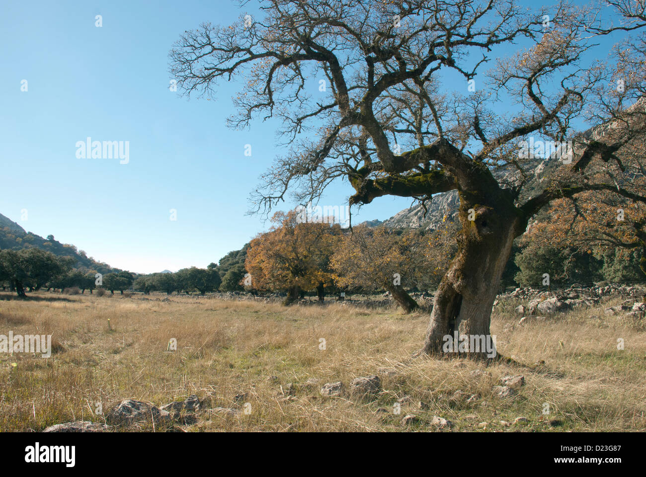 Libar hi-res stock photography and images - Alamy